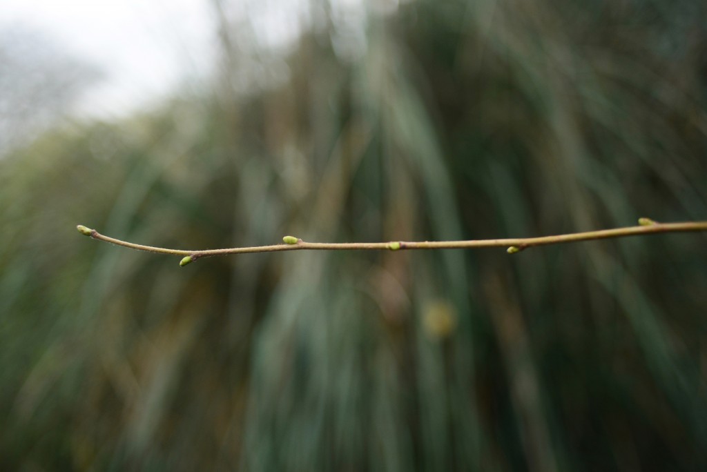 Trees in Winter: another way of seeing