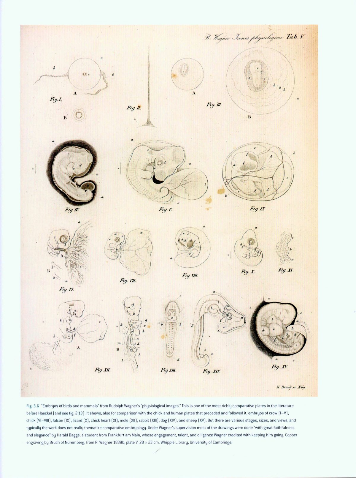Book Review – Haeckel’s Embryos: Images, Evolution, and Fraud – Hoopoe ...