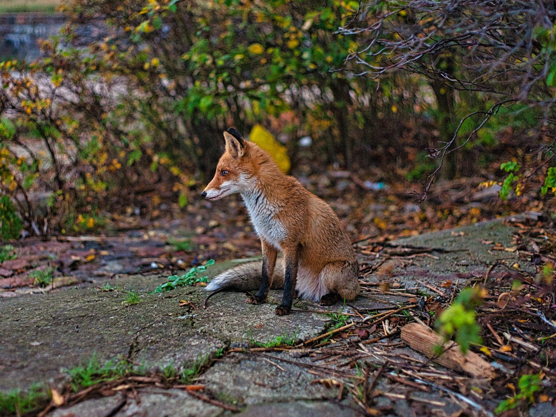 Book Review – How to Tame a Fox (and Build a Dog)