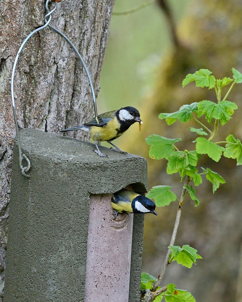 Top 10 Bird Boxes for Trees and Woodland