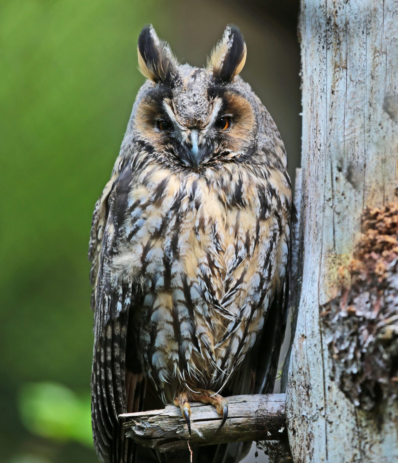 The NHBS Guide to UK Owl Identification – Hoopoe – A blog by nhbs
