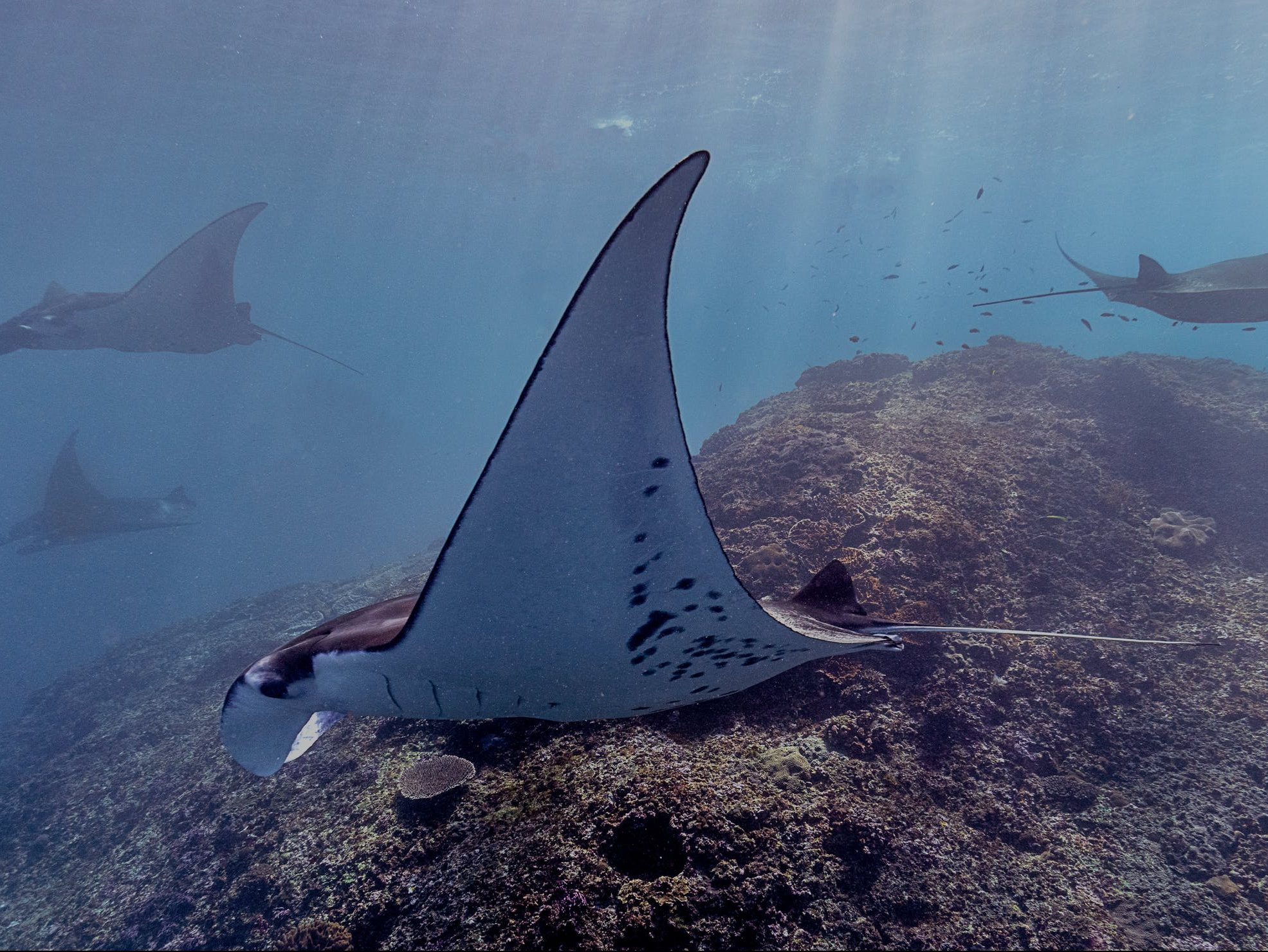 Manta: Interview with Guy Stevens