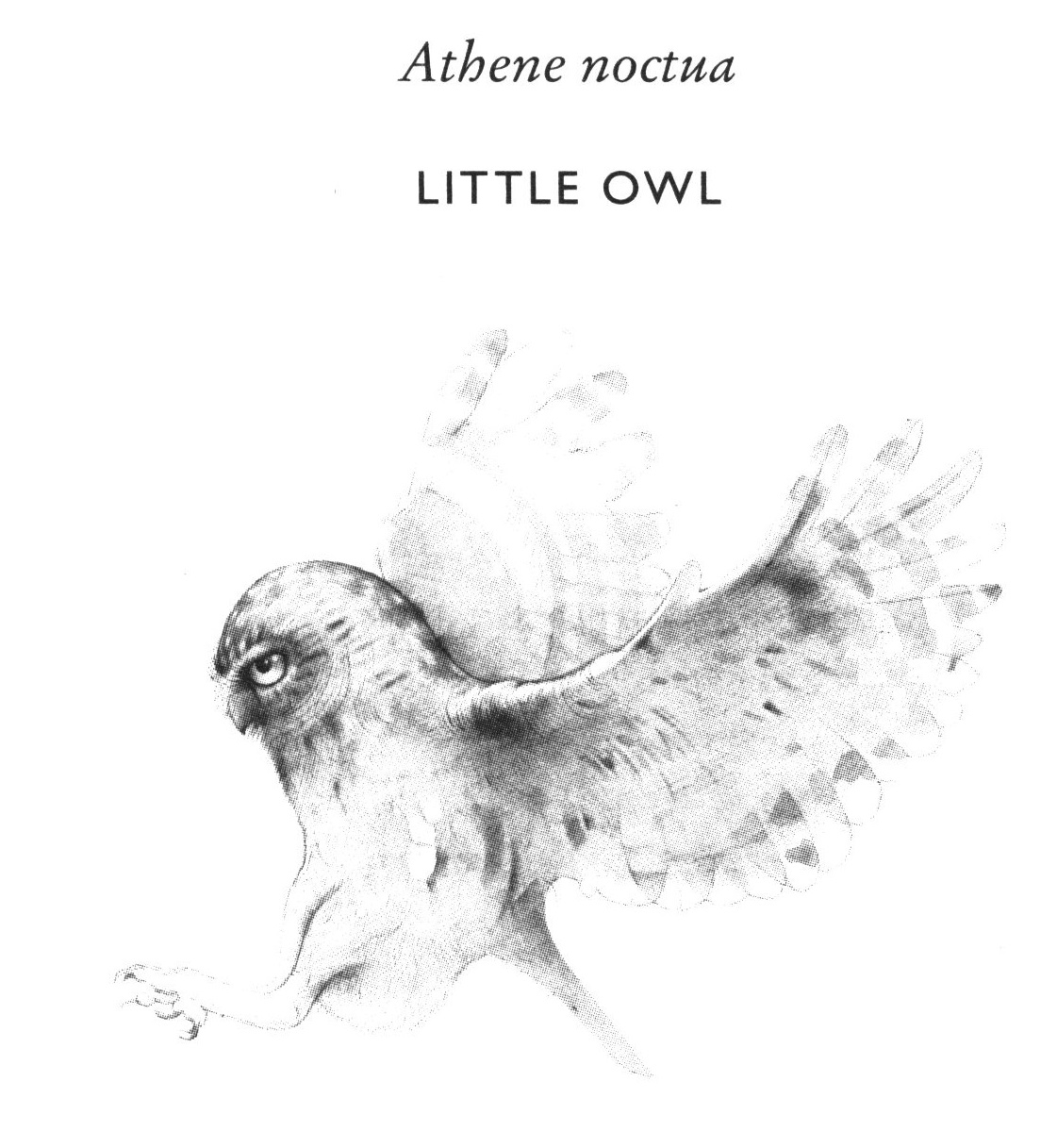 Owl Sense: An interview with Miriam Darlington