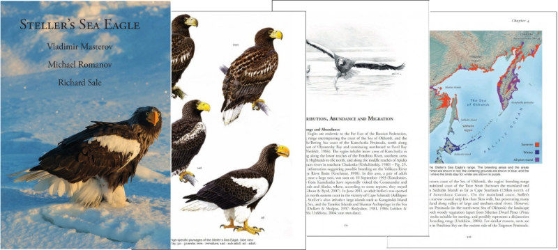 steller_banner – Hoopoe – A blog by nhbs