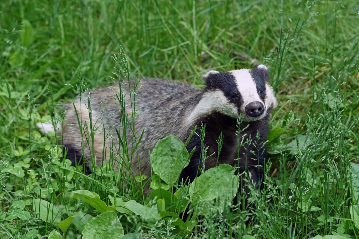 The NHBS Guide to Badger Gates