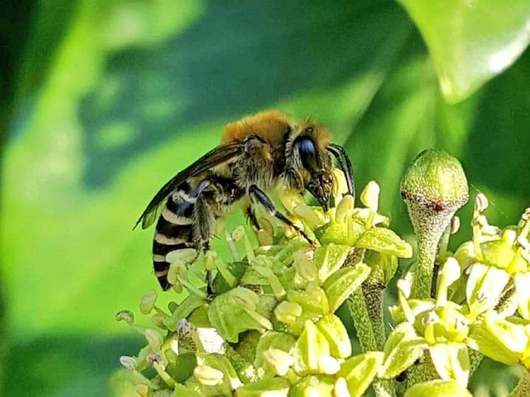 Solitary Bee Week