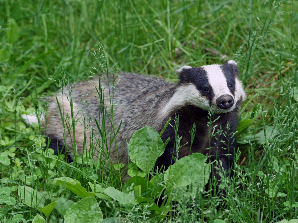 The NHBS Guide to Badger Gates – Hoopoe – A blog by nhbs