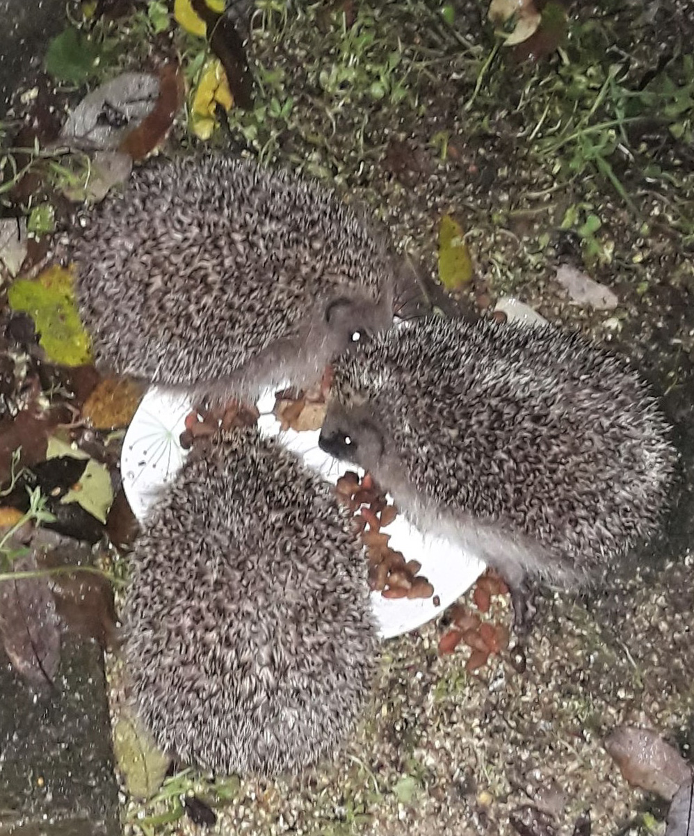 Hog5_edited – Hoopoe – A blog by nhbs