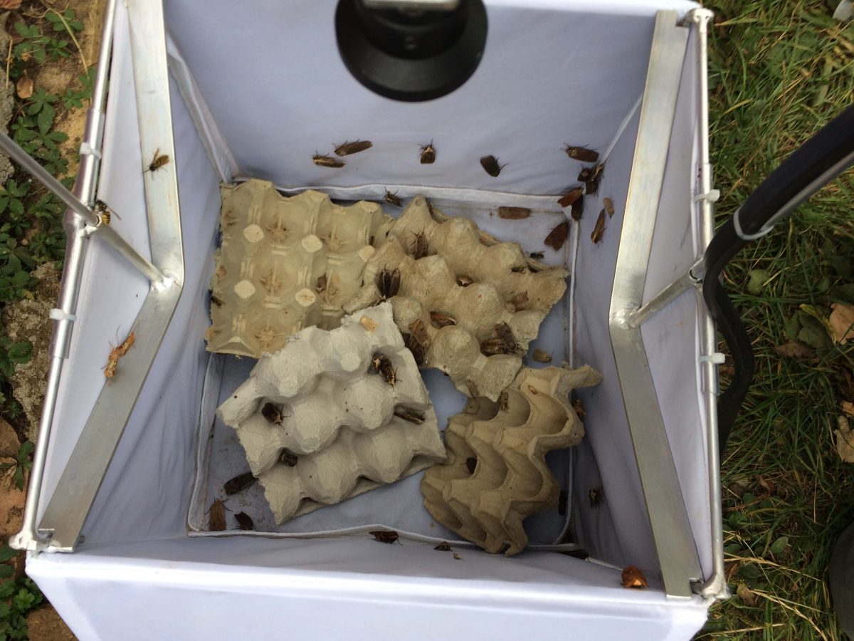 Introducing the NHBS Moth Trap – Hoopoe – A blog by nhbs