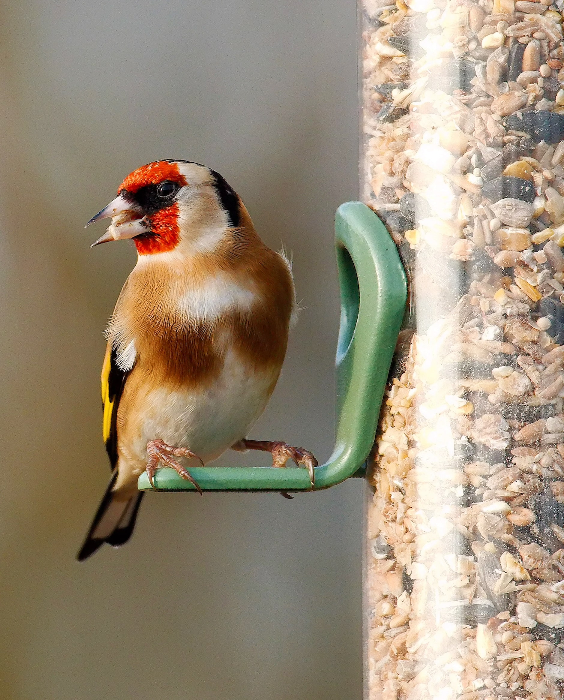Our ten favourite spring garden activities for children – Hoopoe – A ...