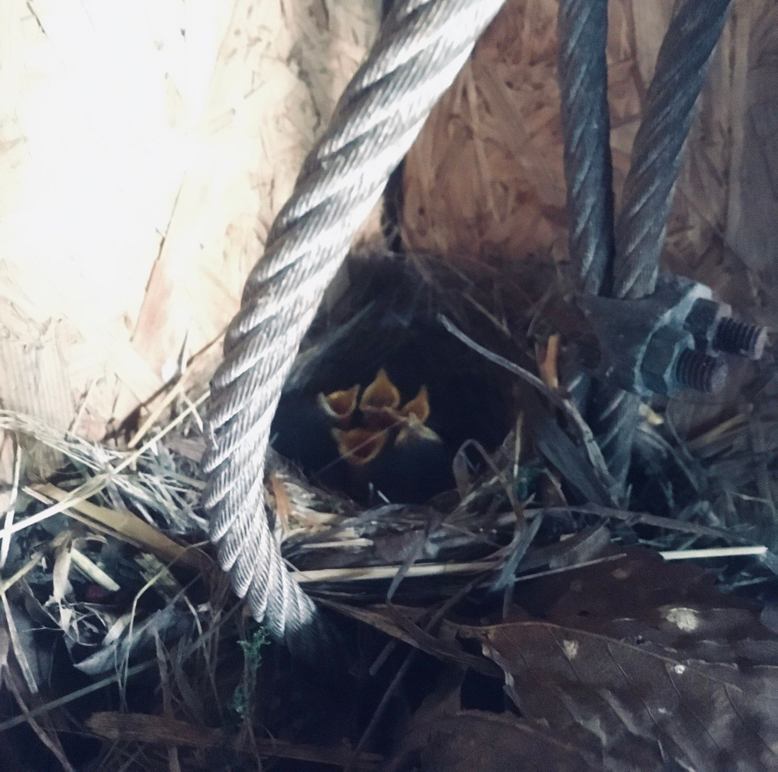 30 Days Wild – Our local wildlife photos