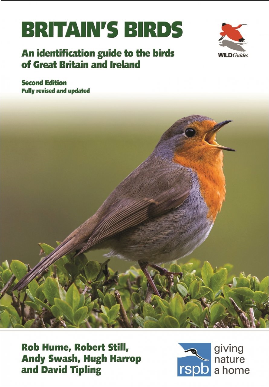 The NHBS Guide to UK Chat and Flycatcher Identification
