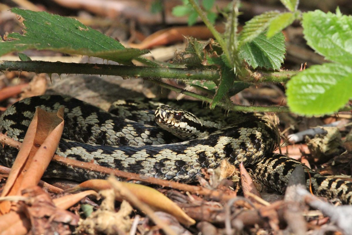 Adder_Jo Garbutt-min – Hoopoe – A blog by nhbs