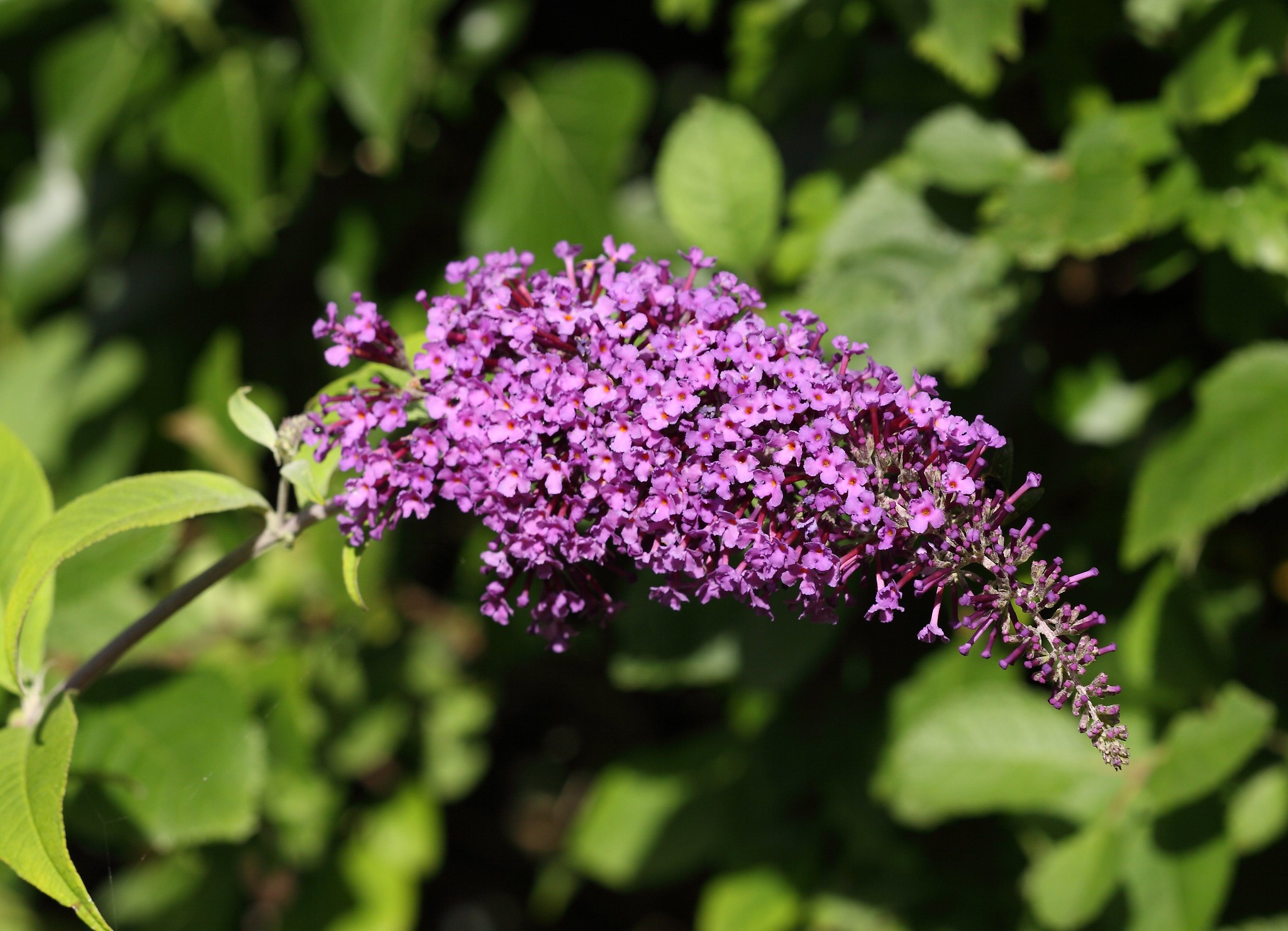 The NHBS Guide to UK Wildflower Identification