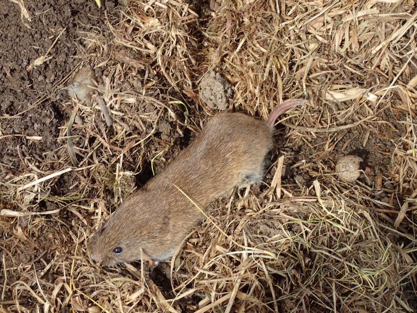 The NHBS Guide to UK Small Mammal Identification