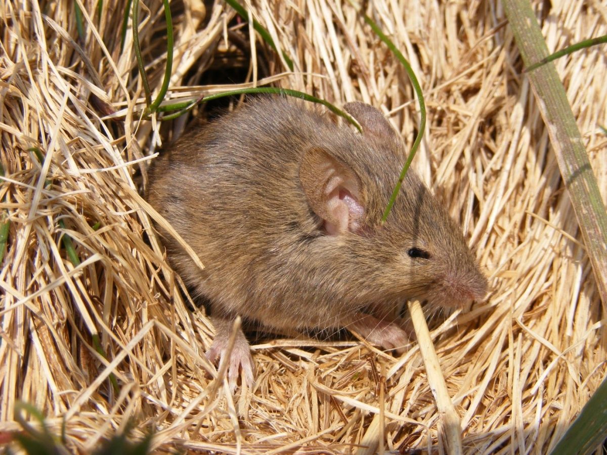 The NHBS Guide to UK Small Mammal Identification