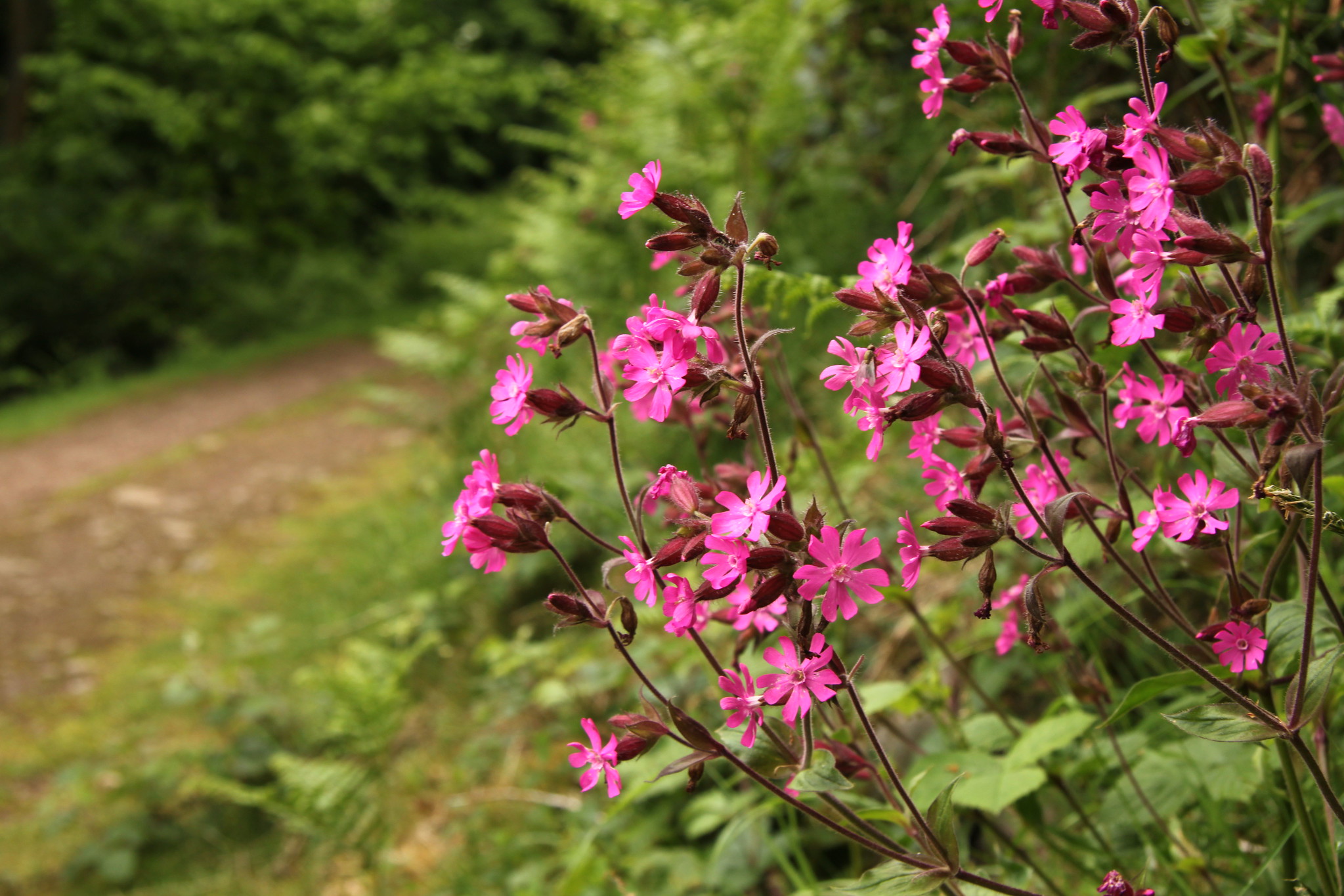 The NHBS Guide to UK Wildflower Identification