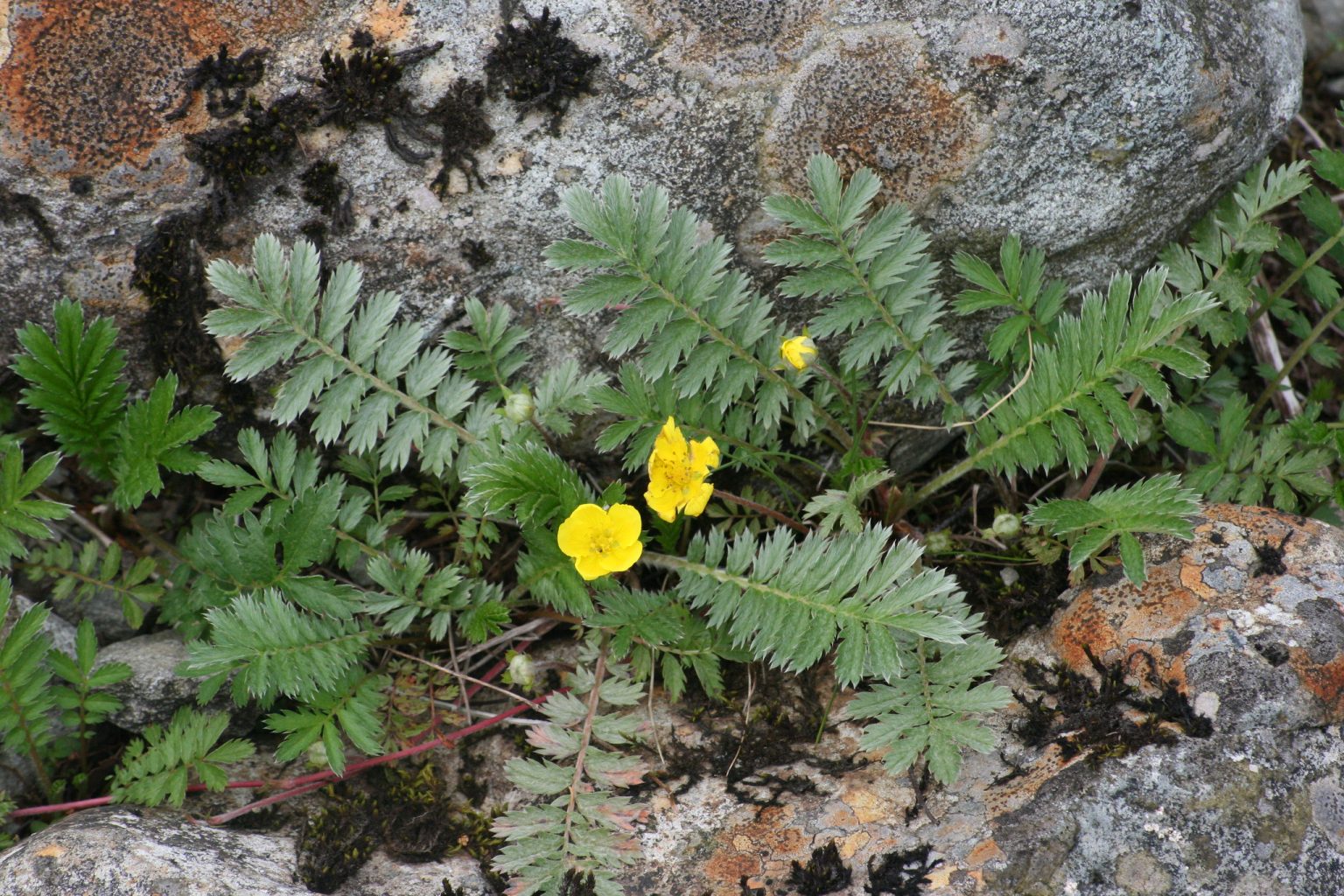 The NHBS Guide to UK Wildflower Identification