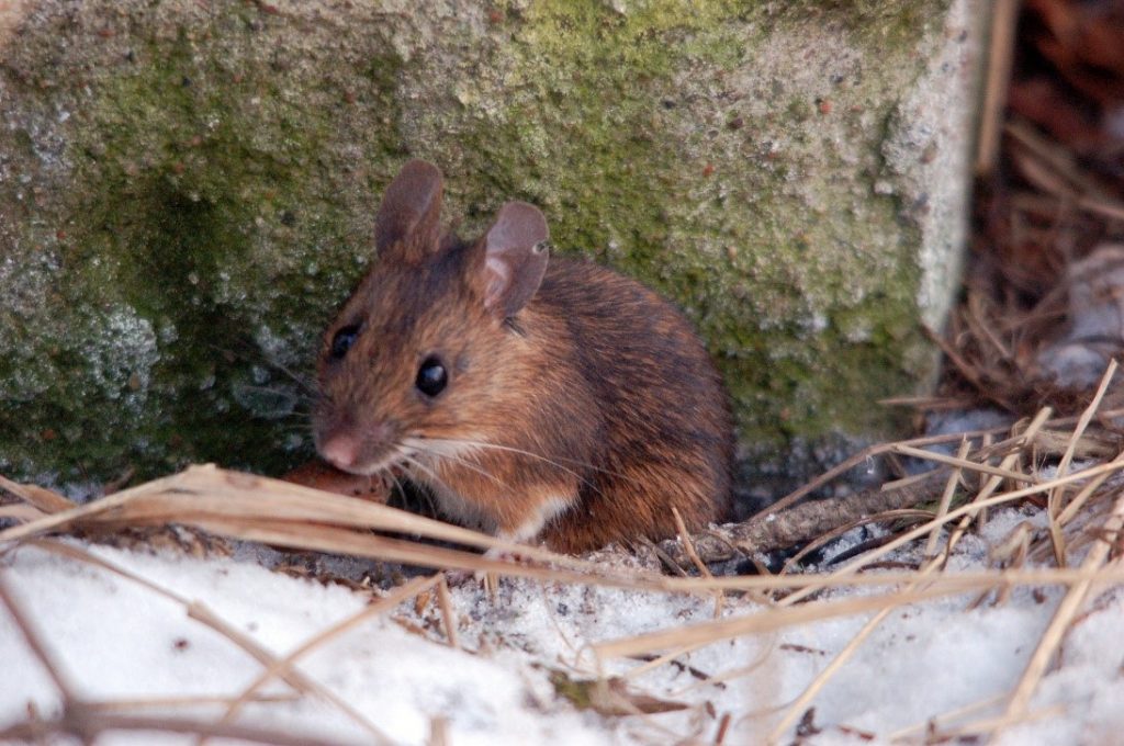 The NHBS Guide to UK Small Mammal Identification