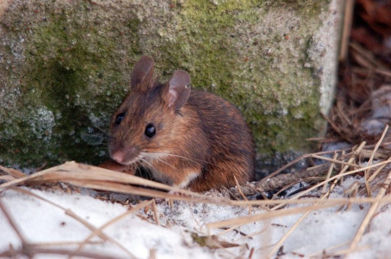 The NHBS Guide to UK Small Mammal Identification