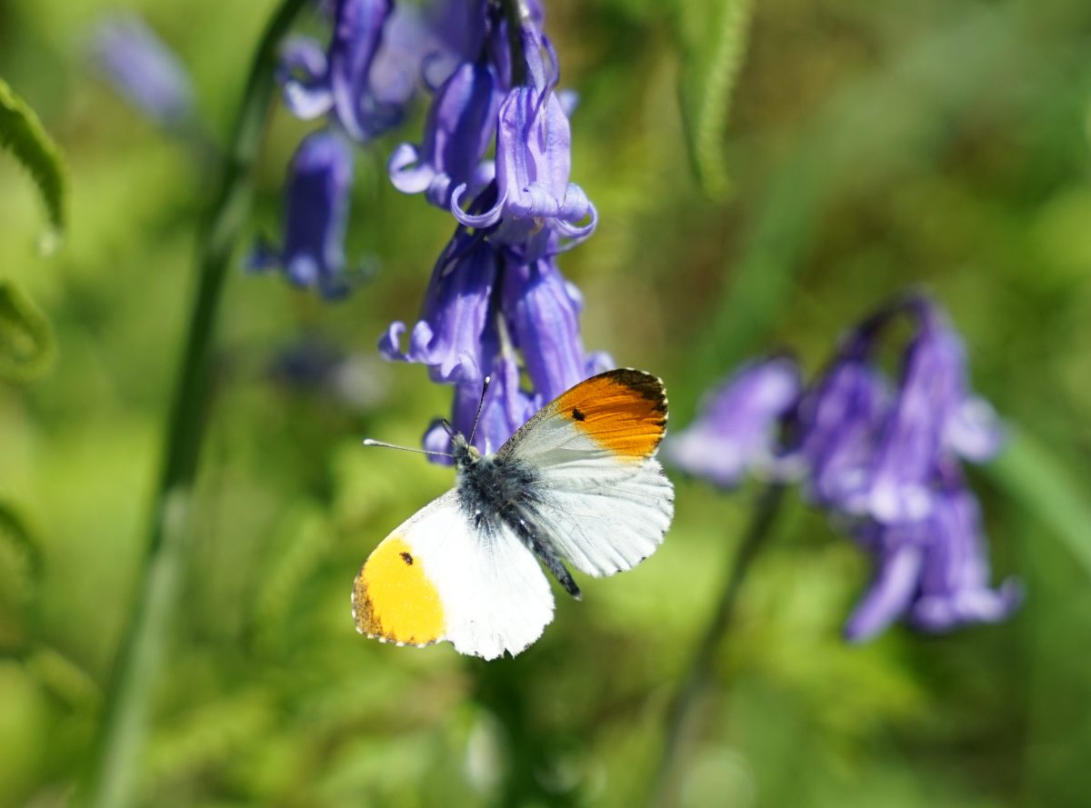The NHBS Guide to UK Butterfly Identification – Hoopoe – A blog by nhbs