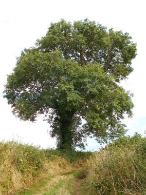 The NHBS Guide to UK Tree Identification