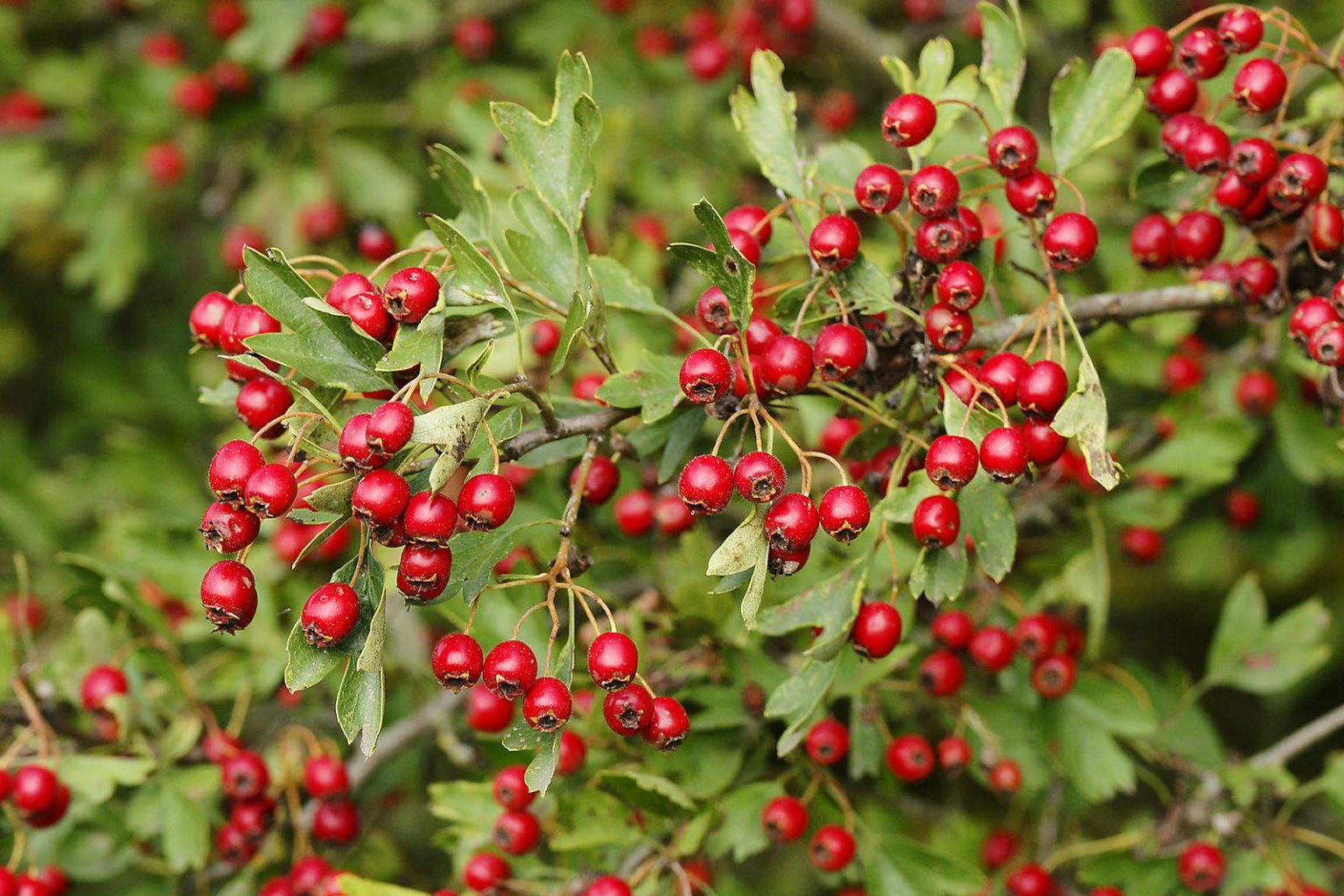 The NHBS Guide to UK Tree Identification – Hoopoe – A blog by nhbs