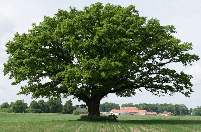 The NHBS Guide to UK Tree Identification – Hoopoe – A blog by nhbs