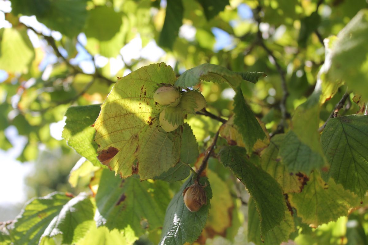 The NHBS Guide to UK Tree Identification – Hoopoe – A blog by nhbs