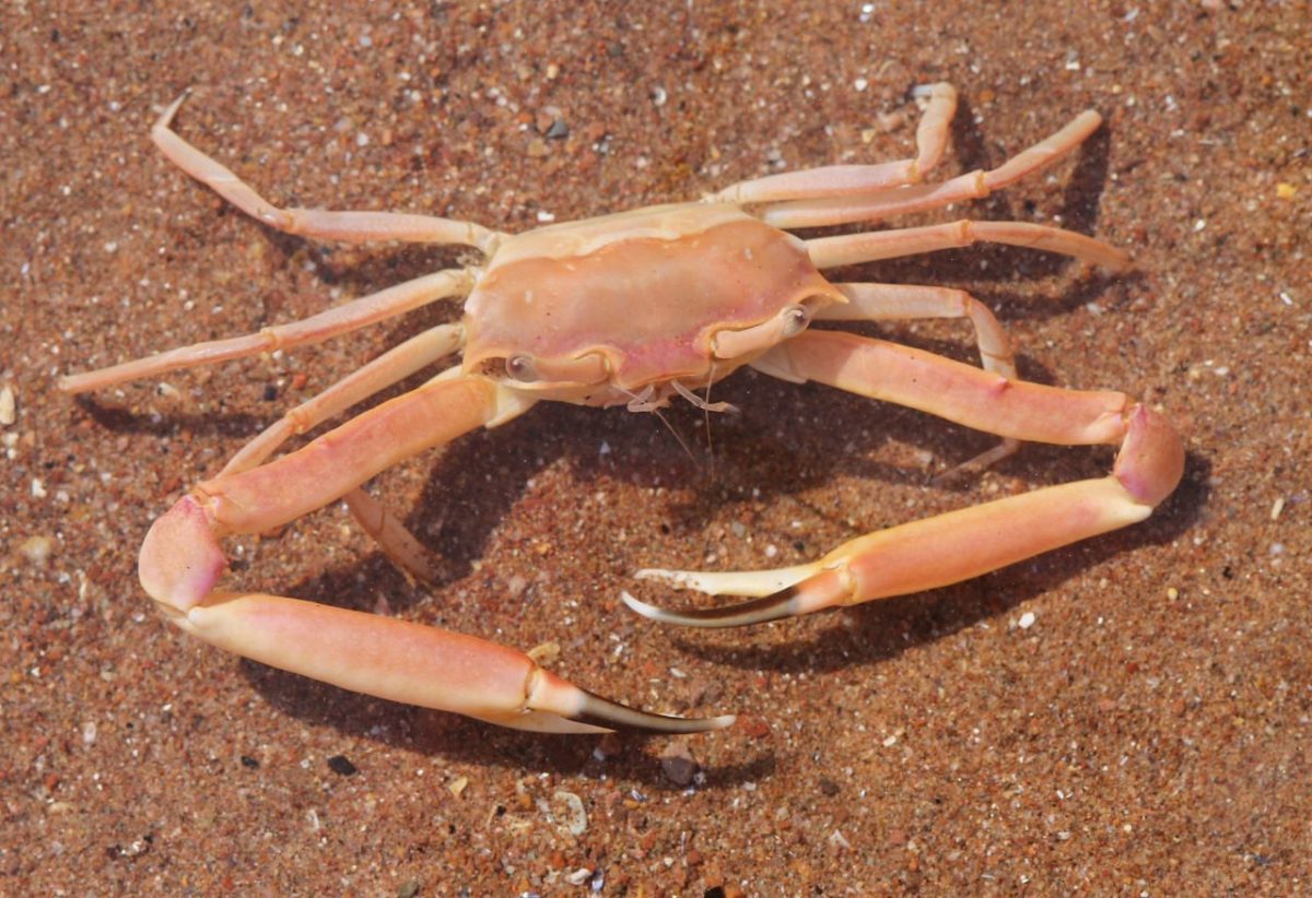 British wildlife in lockdown