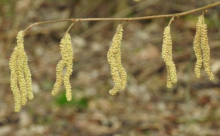 The NHBS Guide to UK Tree Identification