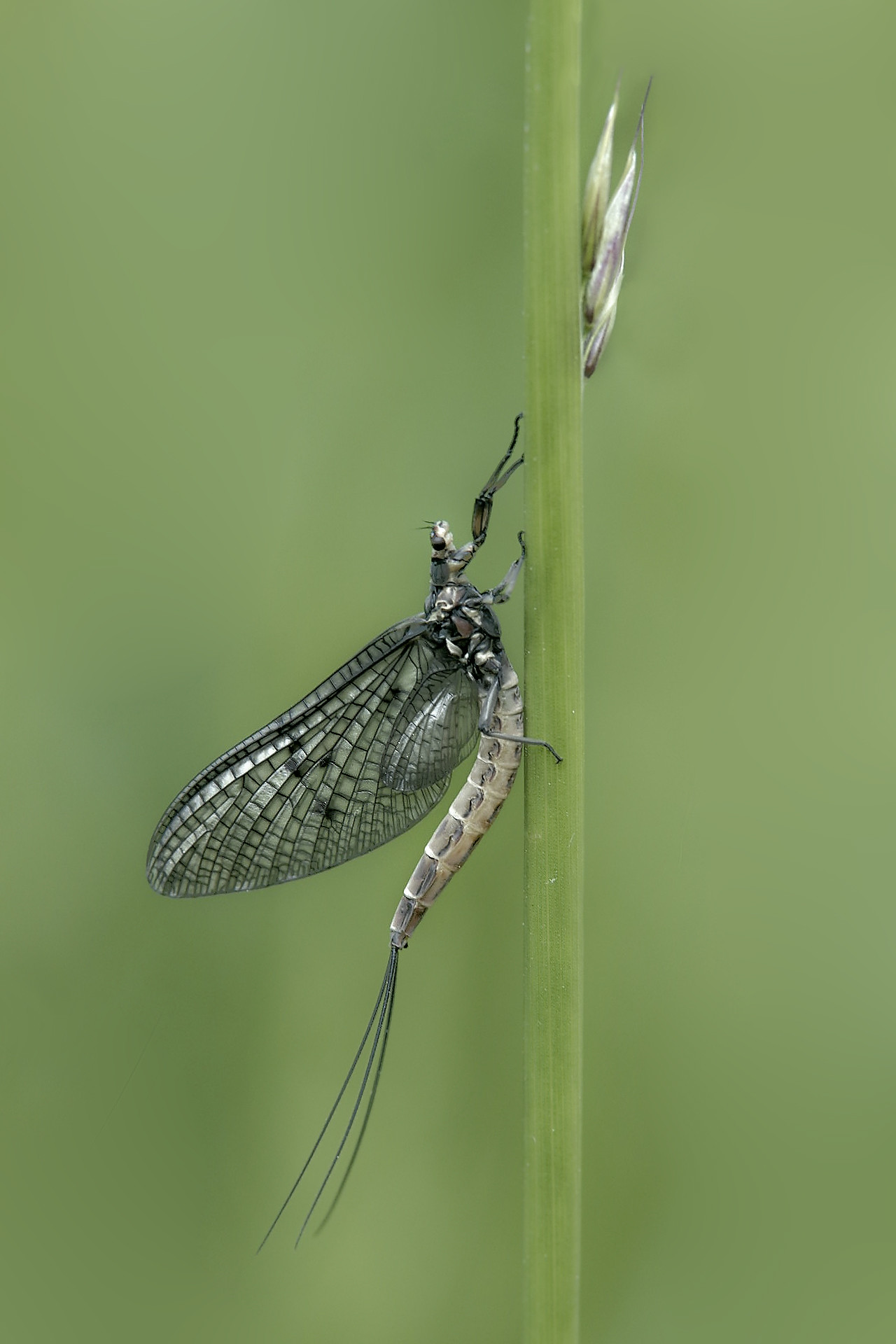 Q & A with Ben Fitch from the Riverfly Trust