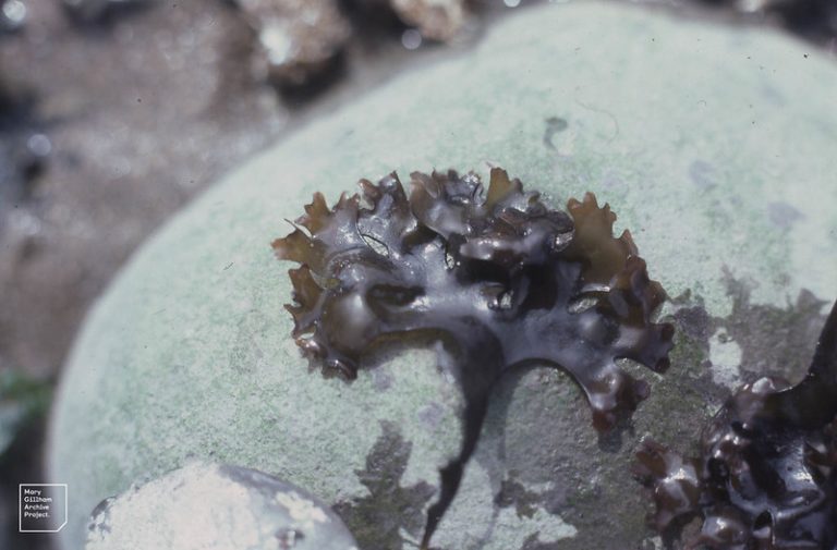 The NHBS Guide to UK Seaweed Identification – Hoopoe – A blog by nhbs