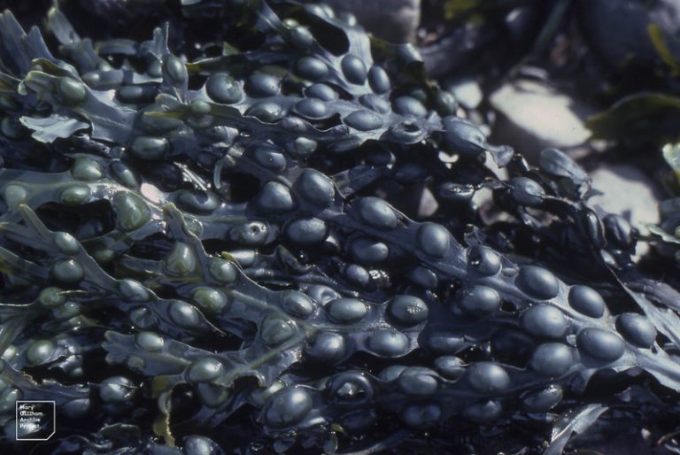 The NHBS Guide to UK Seaweed Identification – Hoopoe – A blog by nhbs