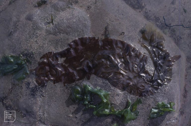 The NHBS Guide to UK Seaweed Identification