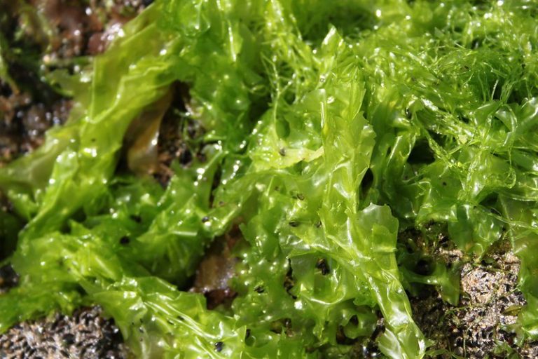 The NHBS Guide to UK Seaweed Identification