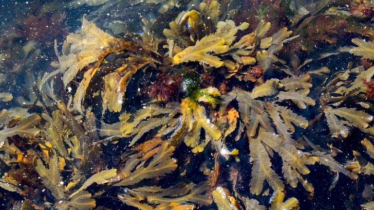 The NHBS Guide to UK Seaweed Identification – Hoopoe – A blog by nhbs