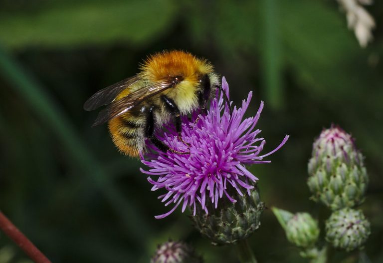 The NHBS Guide to UK Bumblebee Identification