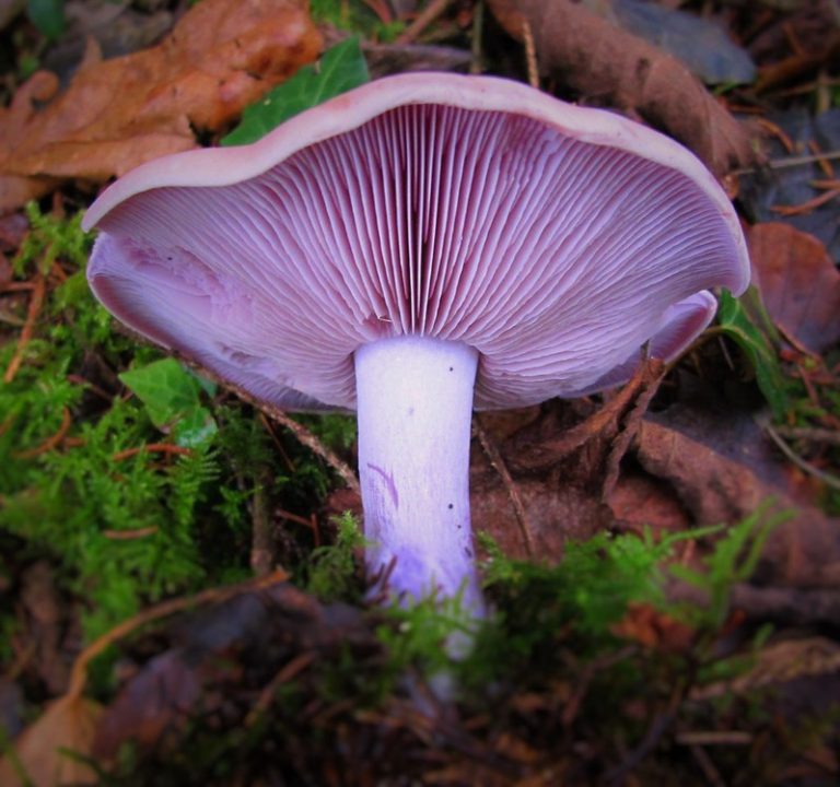 The NHBS Guide to Fungi Identification