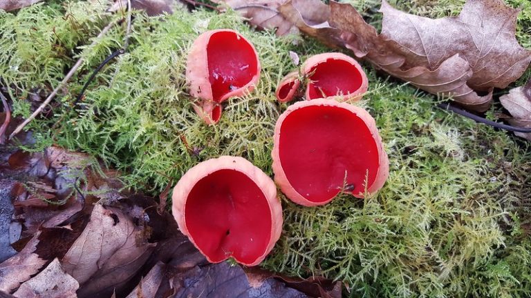 The NHBS Guide to Fungi Identification – Hoopoe – A blog by nhbs