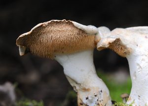 The NHBS Guide to Fungi Identification – Hoopoe – A blog by nhbs