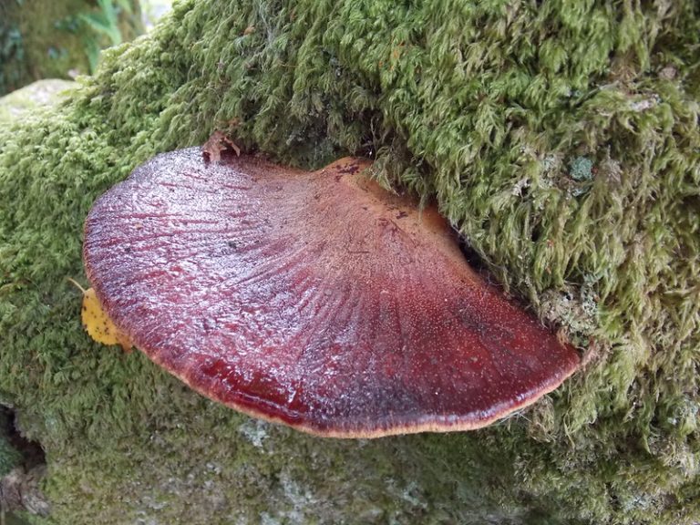 The NHBS Guide to Fungi Identification – Hoopoe – A blog by nhbs