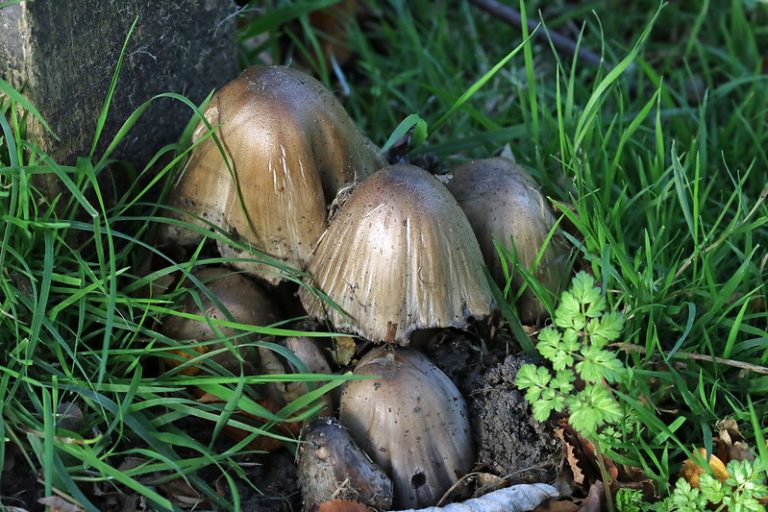 The NHBS Guide to Fungi Identification