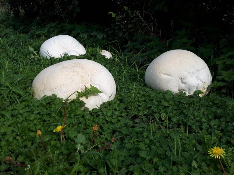 The NHBS Guide to Fungi Identification
