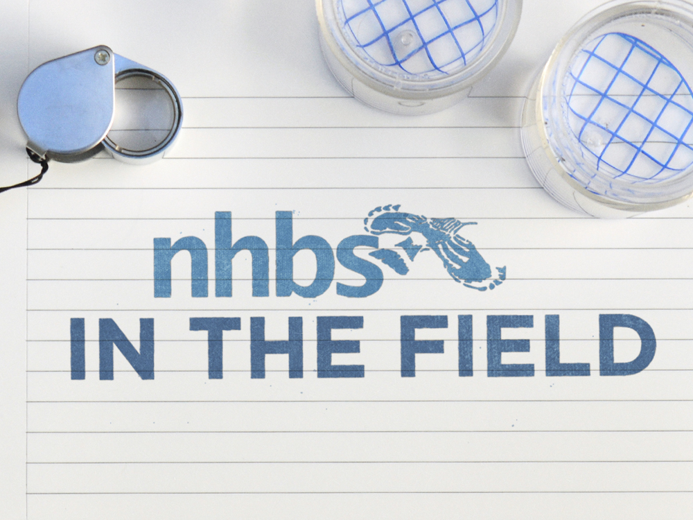 Hoopoe - A blog by nhbs