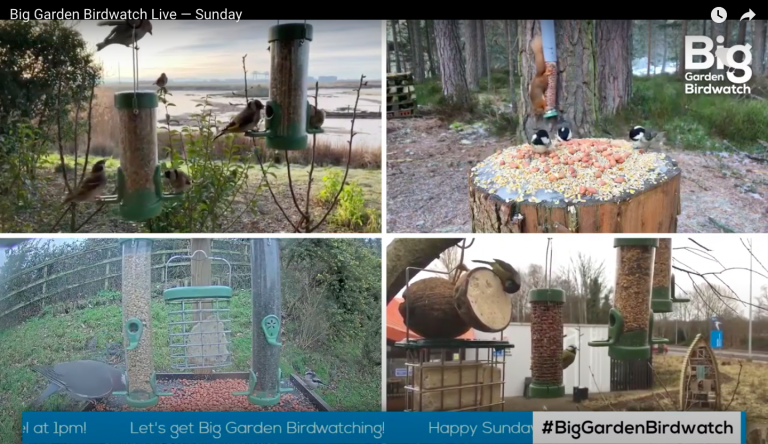 The RSPB Big Garden Birdwatch 2021