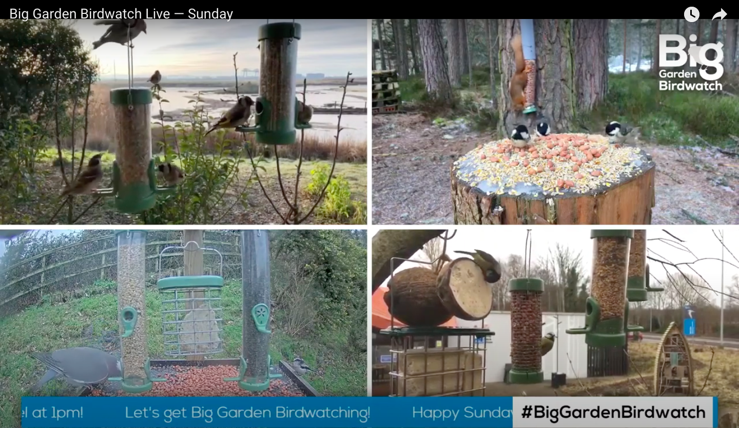 The RSPB Big Garden Birdwatch 2021