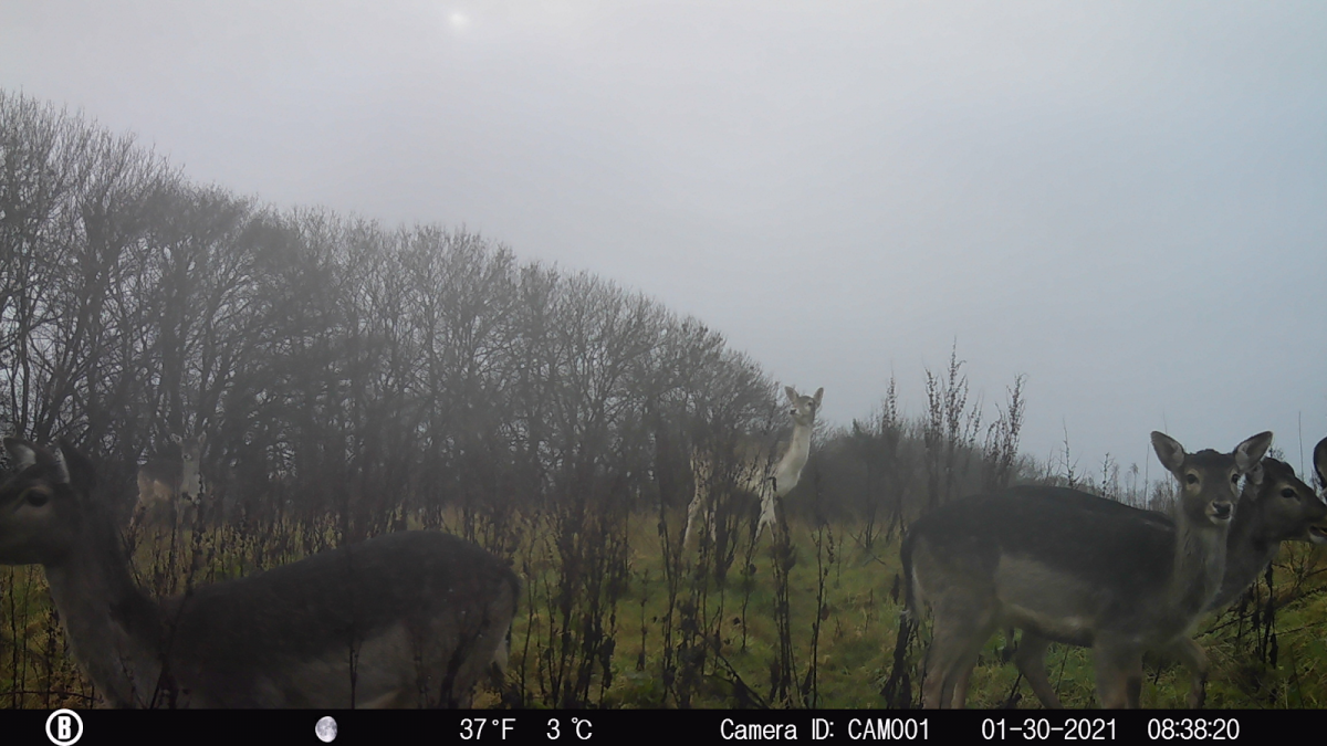 NHBS In the Field – Bushnell Prime Trail Camera