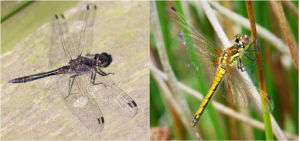 The NHBS Guide to UK Dragonfly Identification