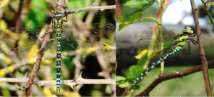 The NHBS Guide to UK Dragonfly Identification